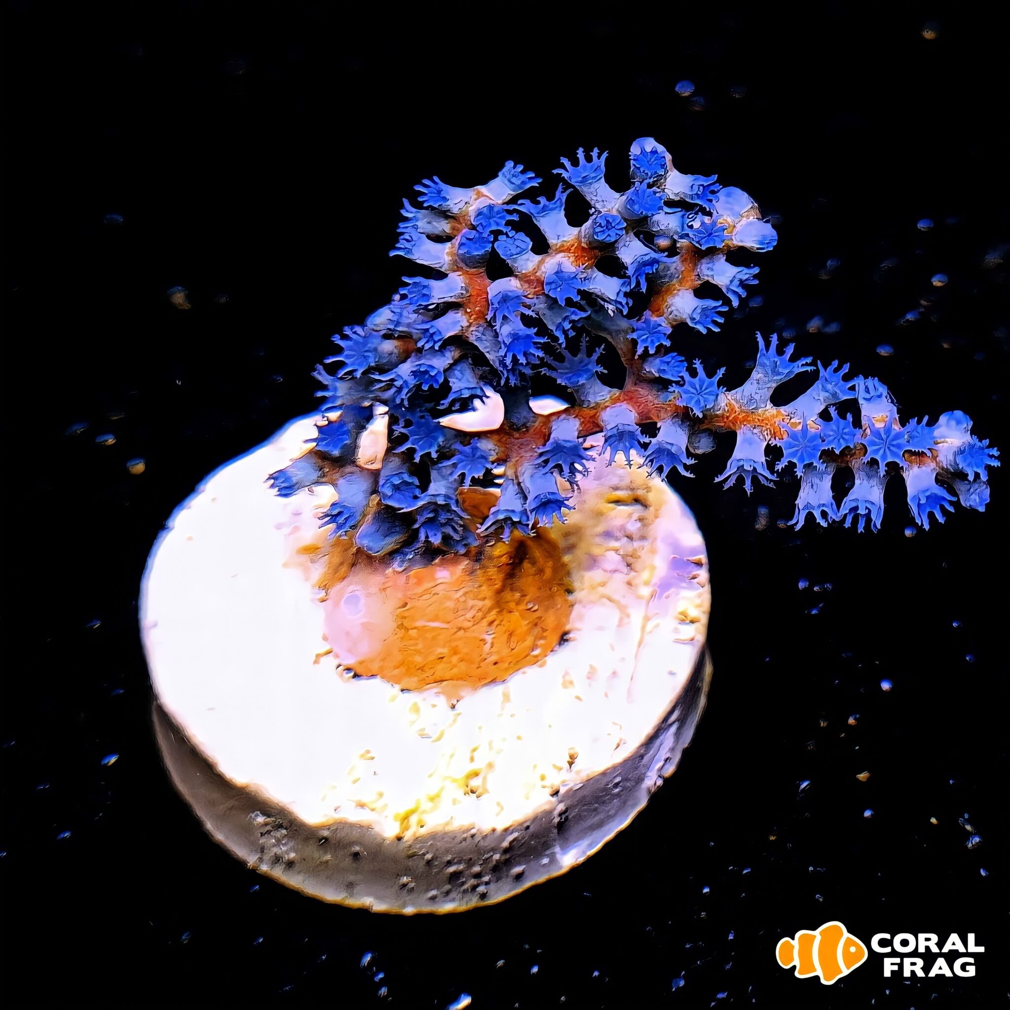 Gorgonia Blueberry Sea Fan - Coral Frag