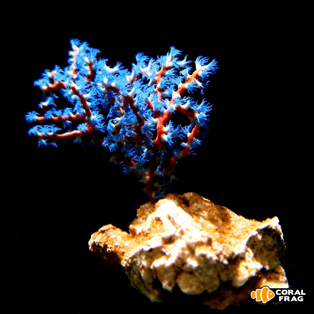 Comprar Corales Online - Coral Frag