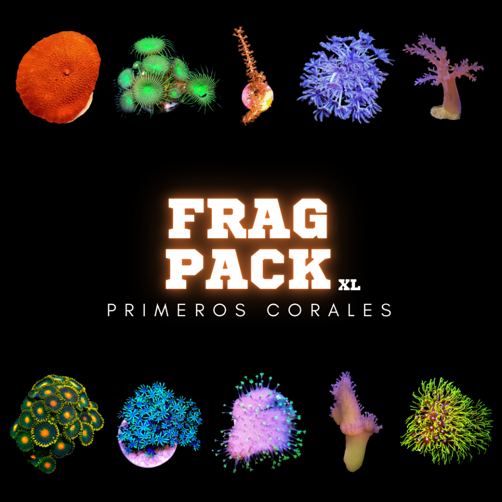 frag pack xl primeros corales - Coral Frag
